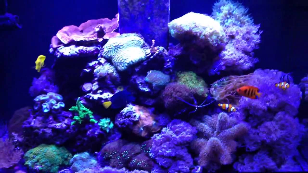 Aqua reef 300 marine tank setup update - YouTube