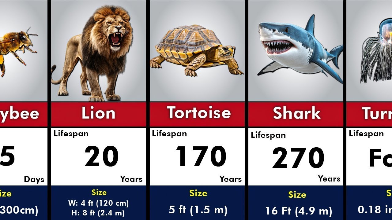The Shortest and Longest Lifespans of Animals | Animal Lifespan ...
