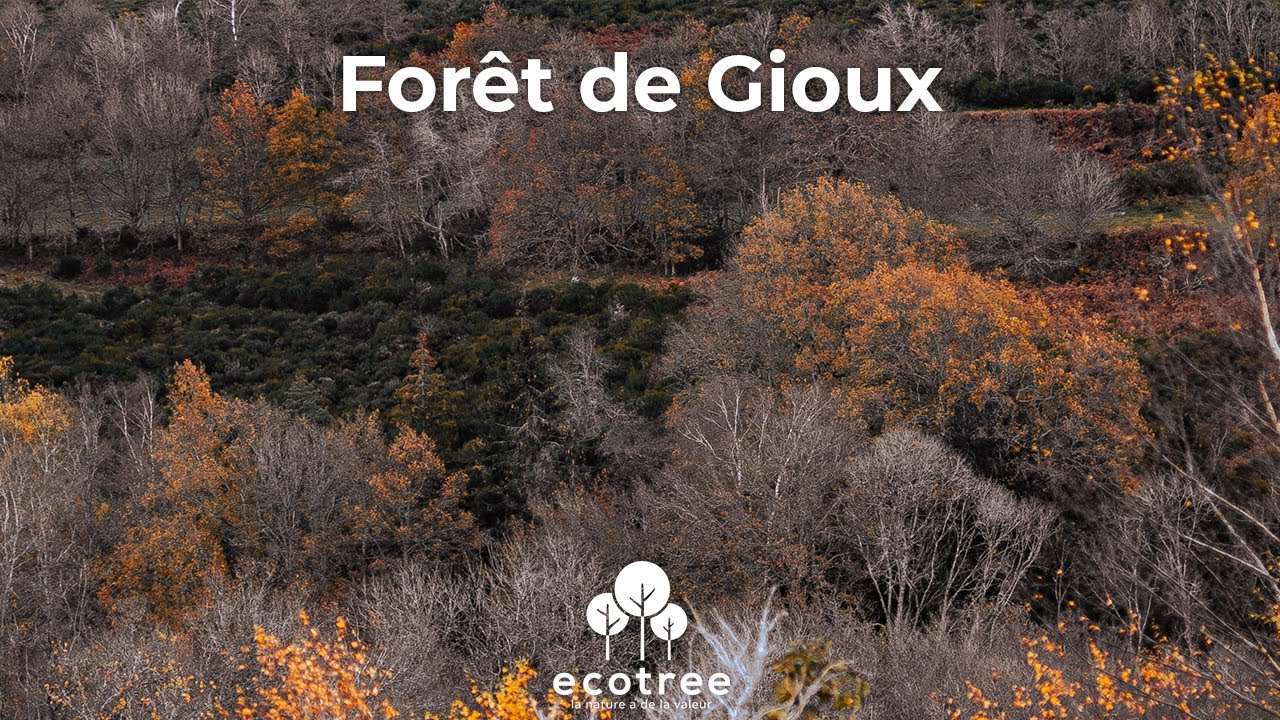 Forêt de Gioux - YouTube