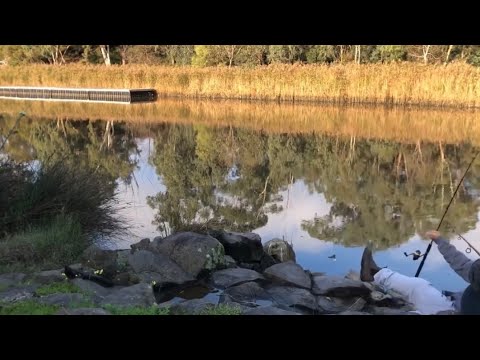 Bream fishing funny moment - YouTube