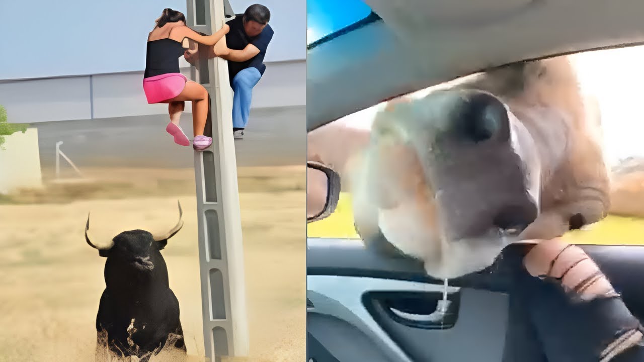 Funniest Fails Of The Year Compilation | 2024's Most Hilarious Moments ...