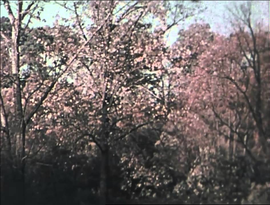 Dumbarton Oaks Gardens Film: Winter & Summer Scenes Feat. Mildred ...