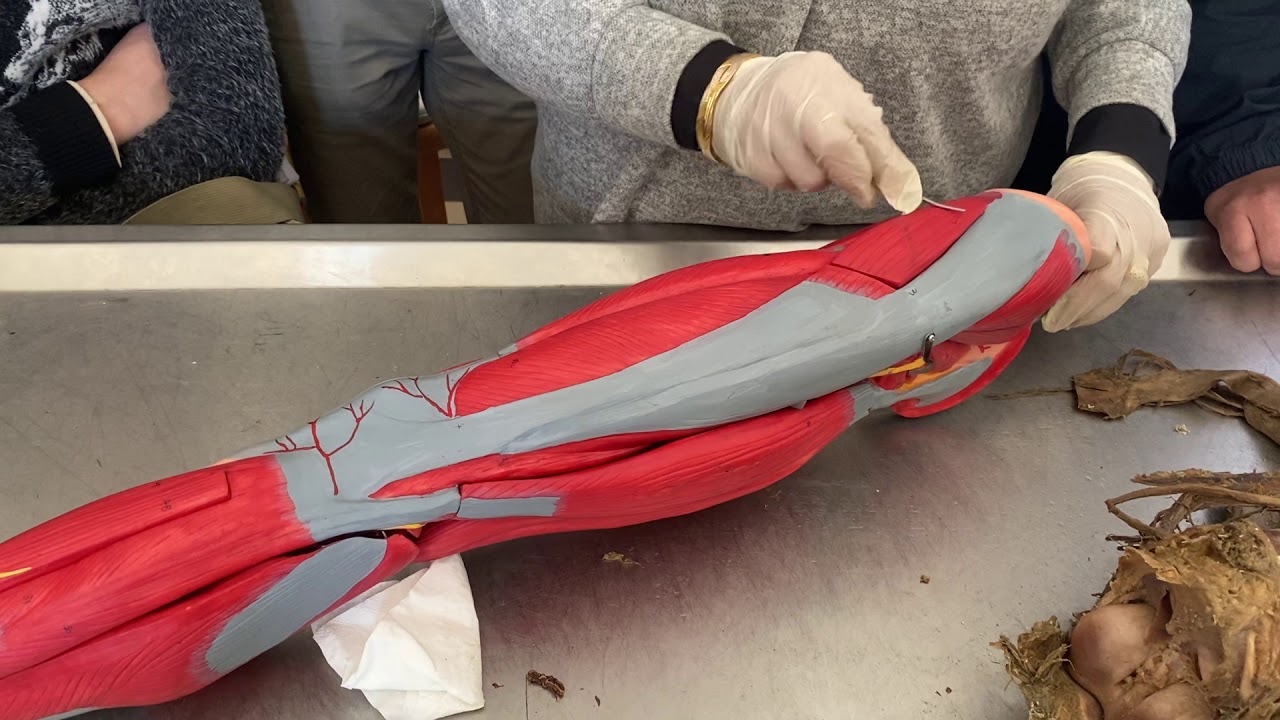 Lower limb - model 1 - YouTube