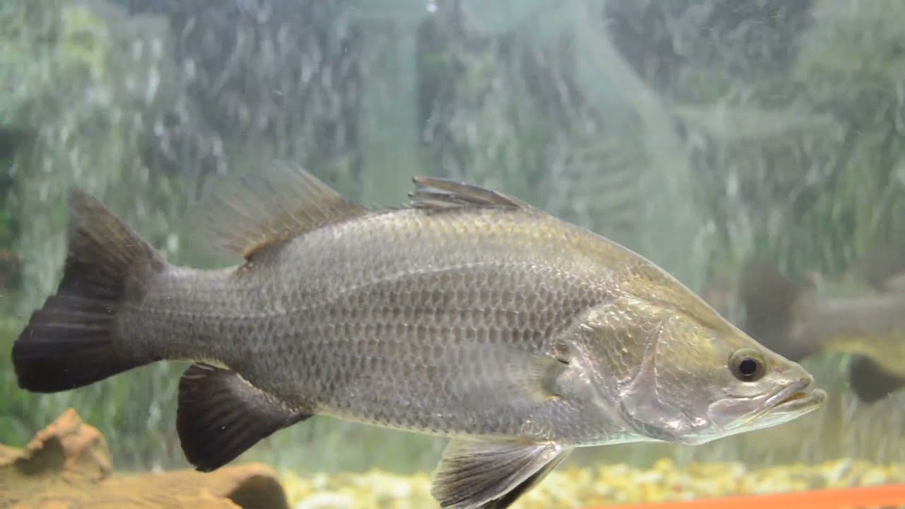 Aussie Barramundi - Tank Live Feeding - YouTube