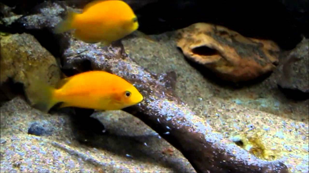 orange chromide 03 - YouTube