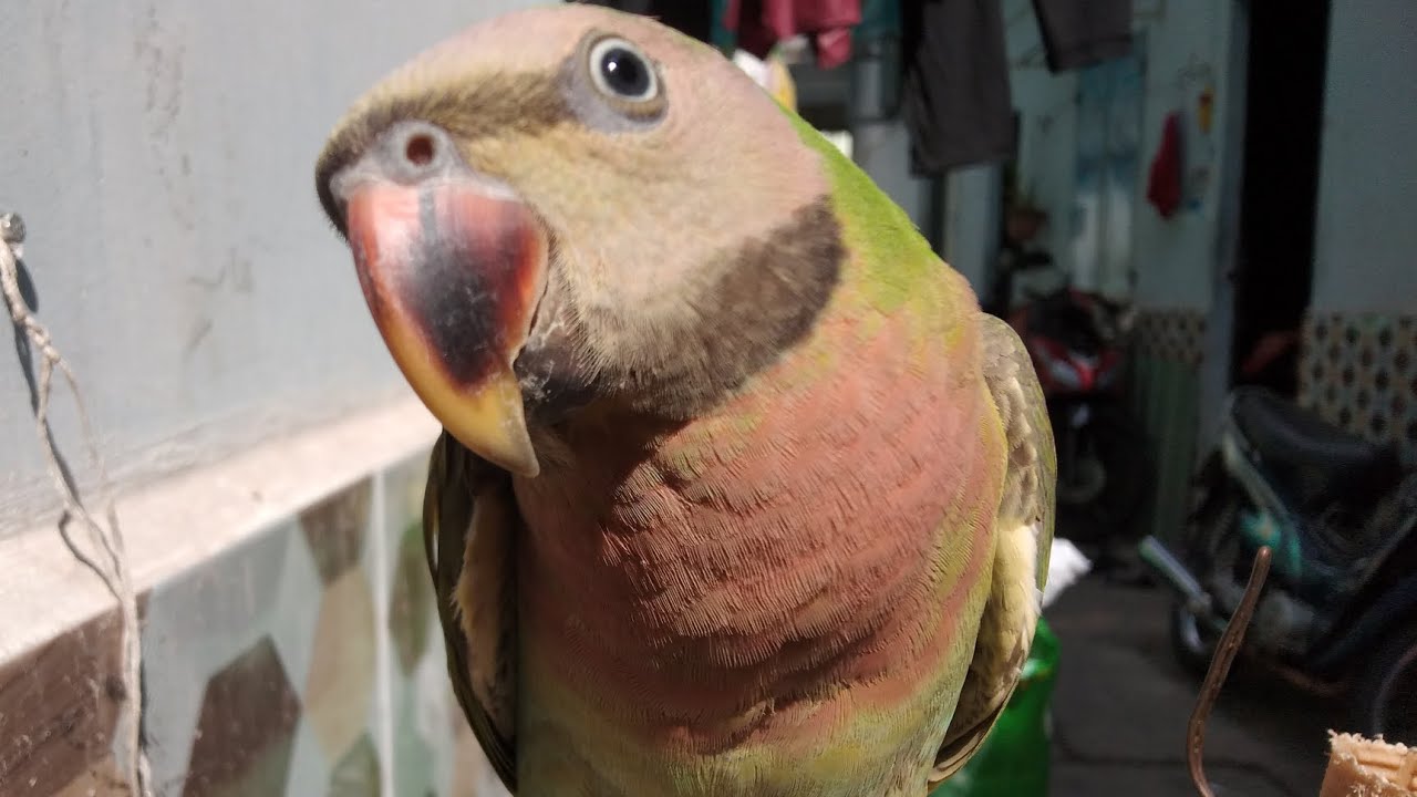 Vẹt ngực hồng tắm nắng🌤️🌄☀️|Pink-chested parrot sunbathing🌤️🌄☀️# ...