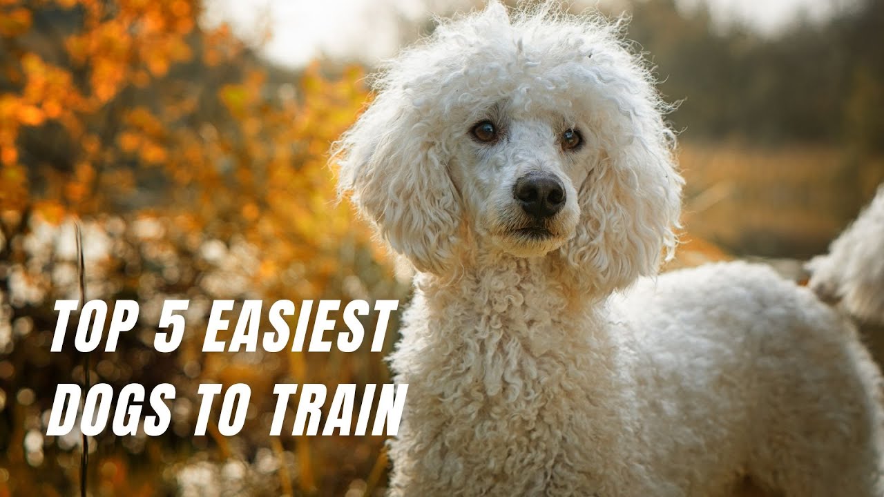 Top 5 easiest dogs to train - YouTube