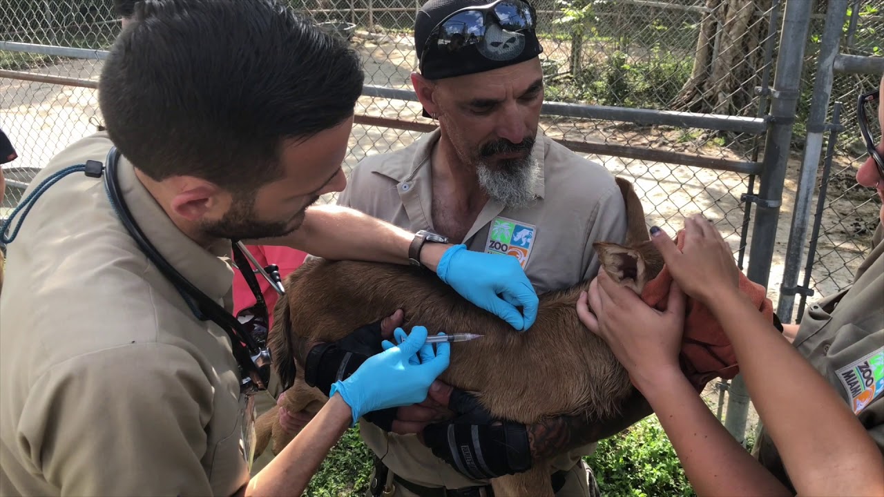 Sable Baby Neonatal Exam - YouTube