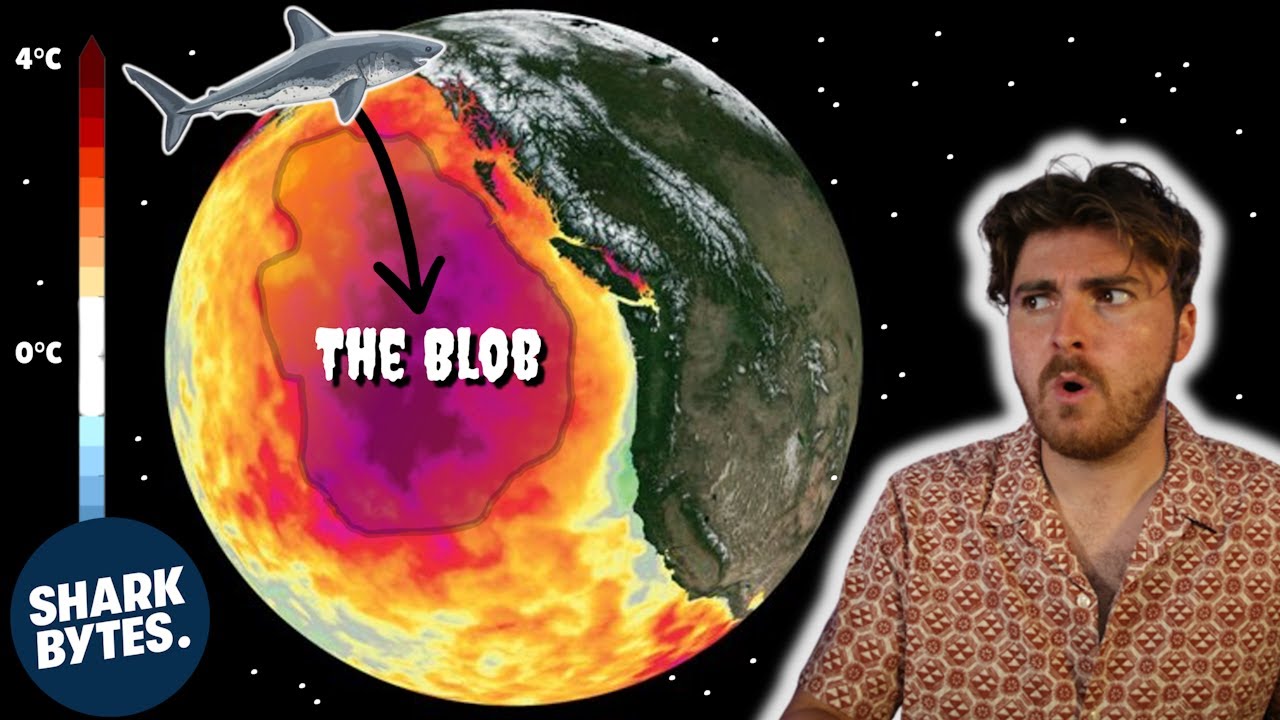 Shark Solves Mysterious Ocean Anomaly: The Blob - YouTube