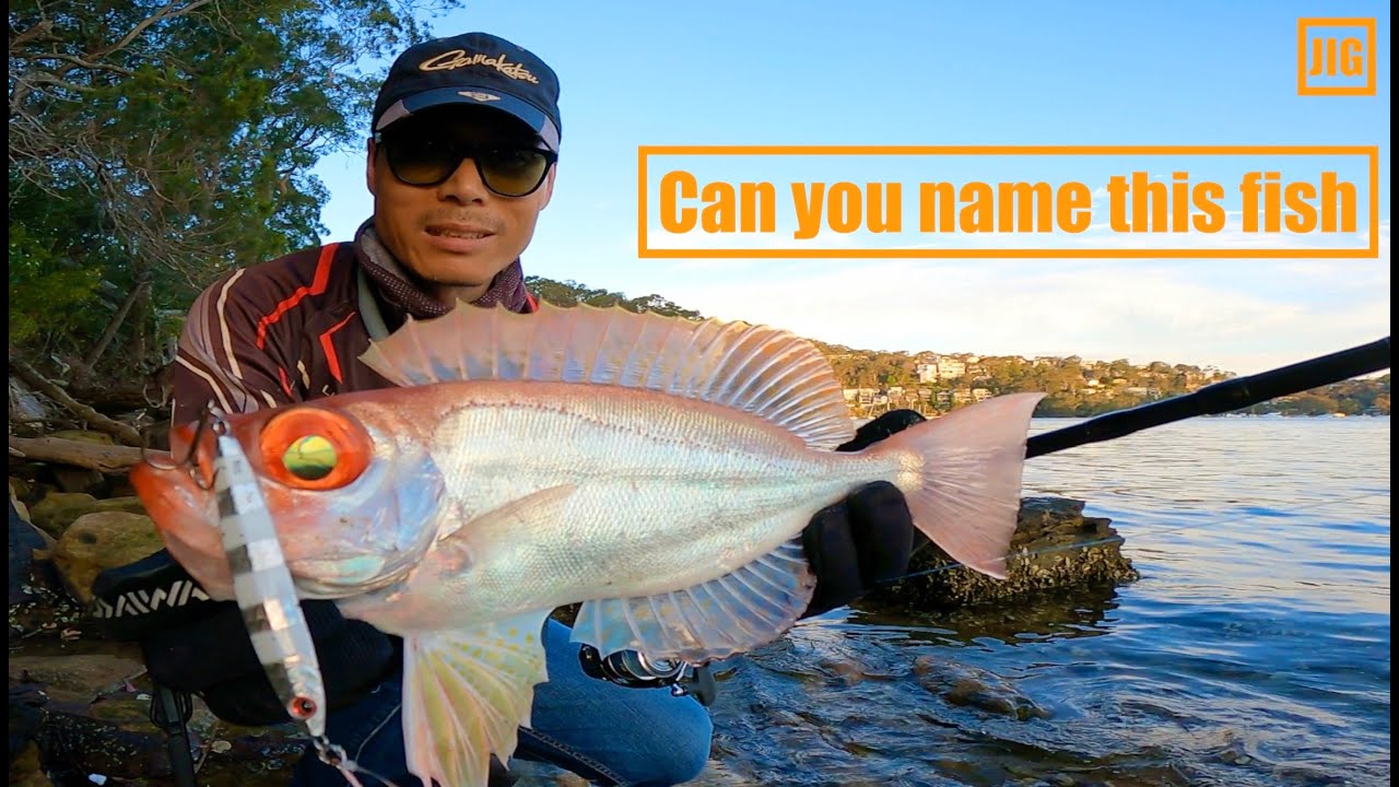 Rare fish first time caught when jigging | Sydney Fishing - YouTube