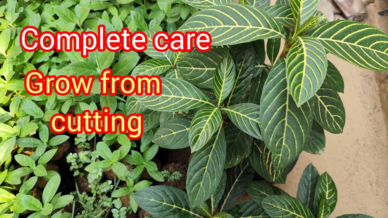 sanchezia plant complete care / sanchezia plant grow from cutting - YouTube