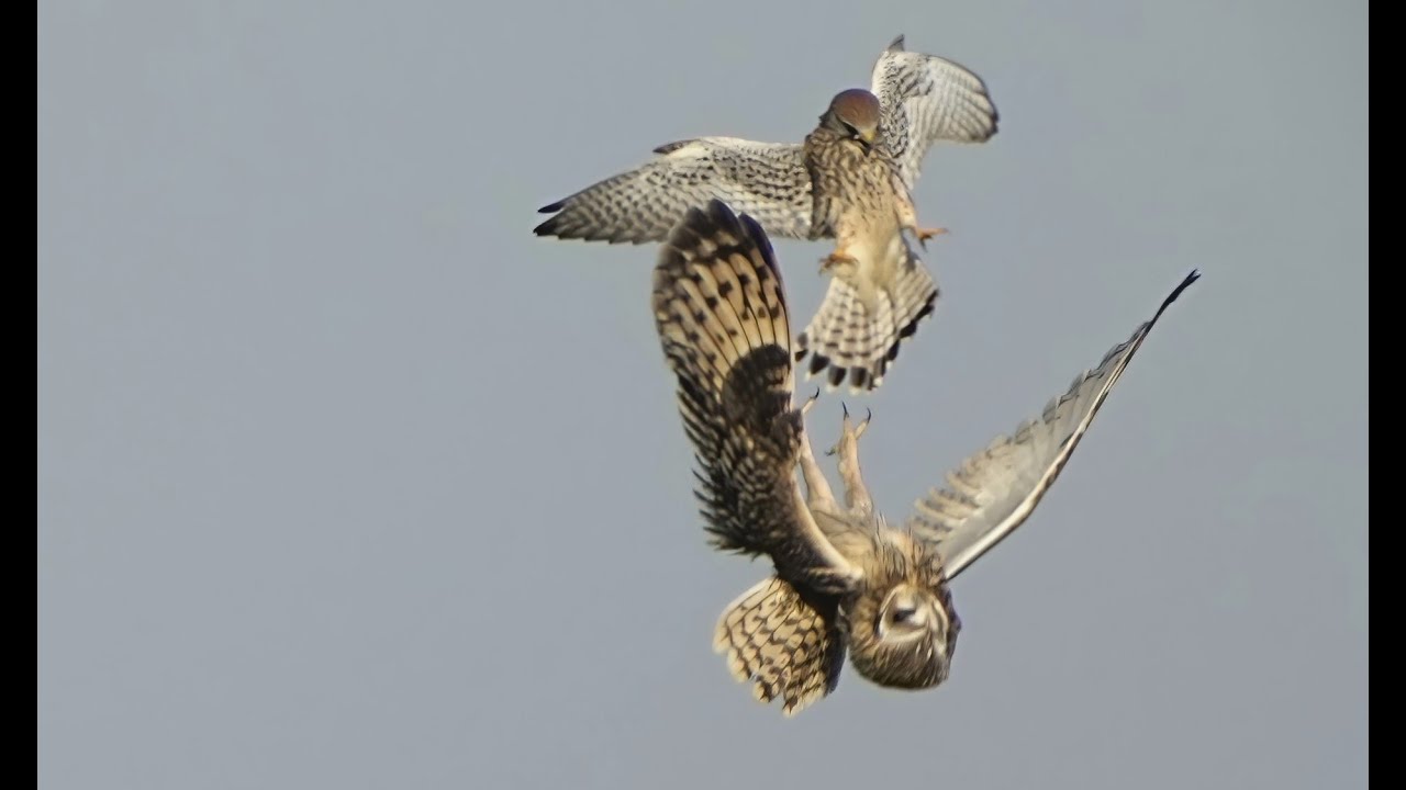 kestrel fight's short eared owl - YouTube
