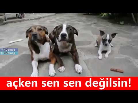 Açken Sen Sen Değilsin