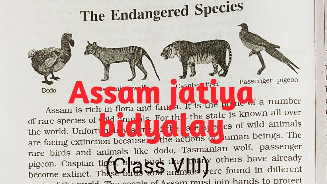 Assam Jatiya Bidyalay English The Endangered Species Class VIII assam-jatiya-bidyalay-english-the-endangered-species-class-viii