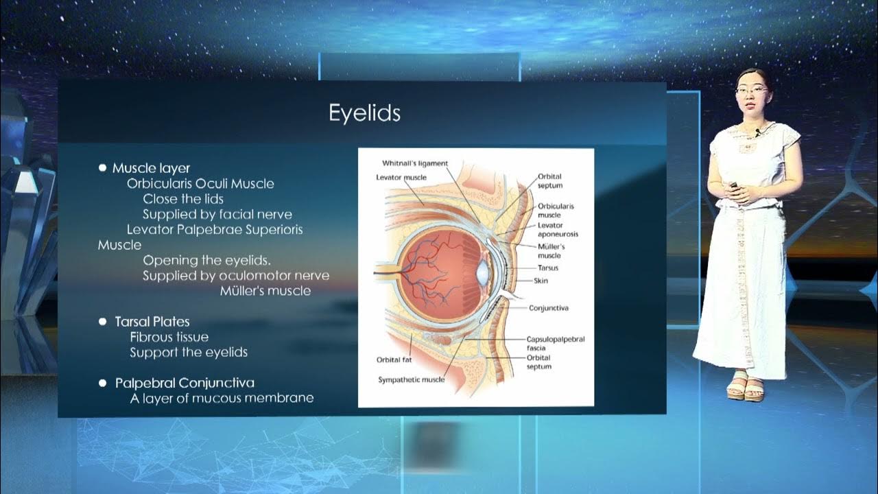 03 Anatomy of the ocular adnexa - YouTube