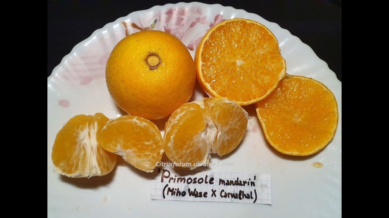 Citrus Primosole mandarine ( мандарин Примосоль ) - YouTube