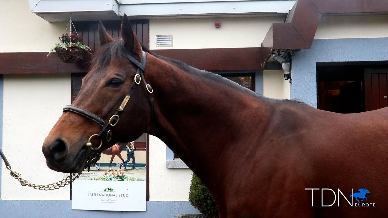 Equiano at the Irish National Stud - YouTube