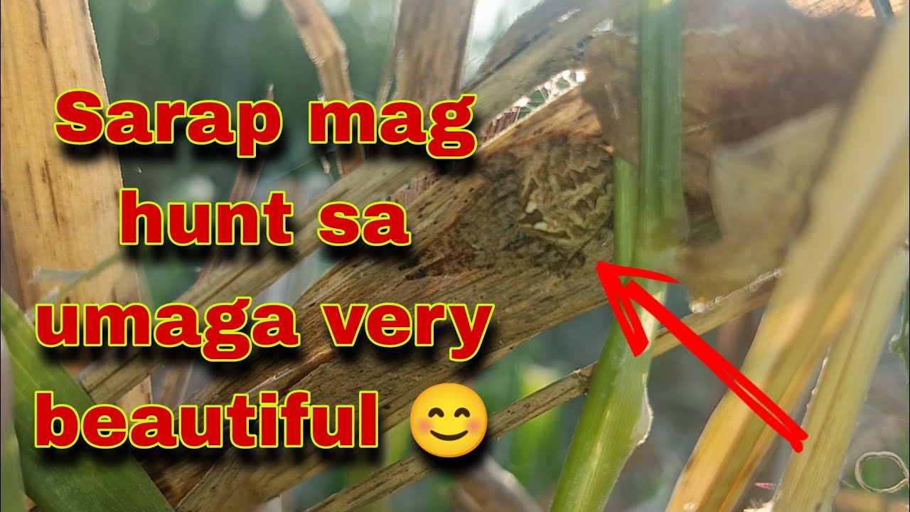 Ang sarap mag hunt sa umaga very beautiful 😊 - YouTube