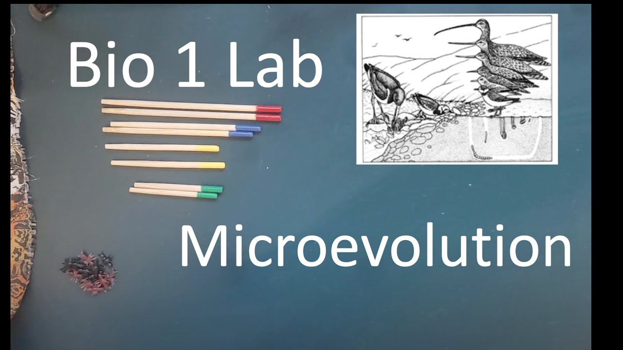 lab 10 microevolution - YouTube