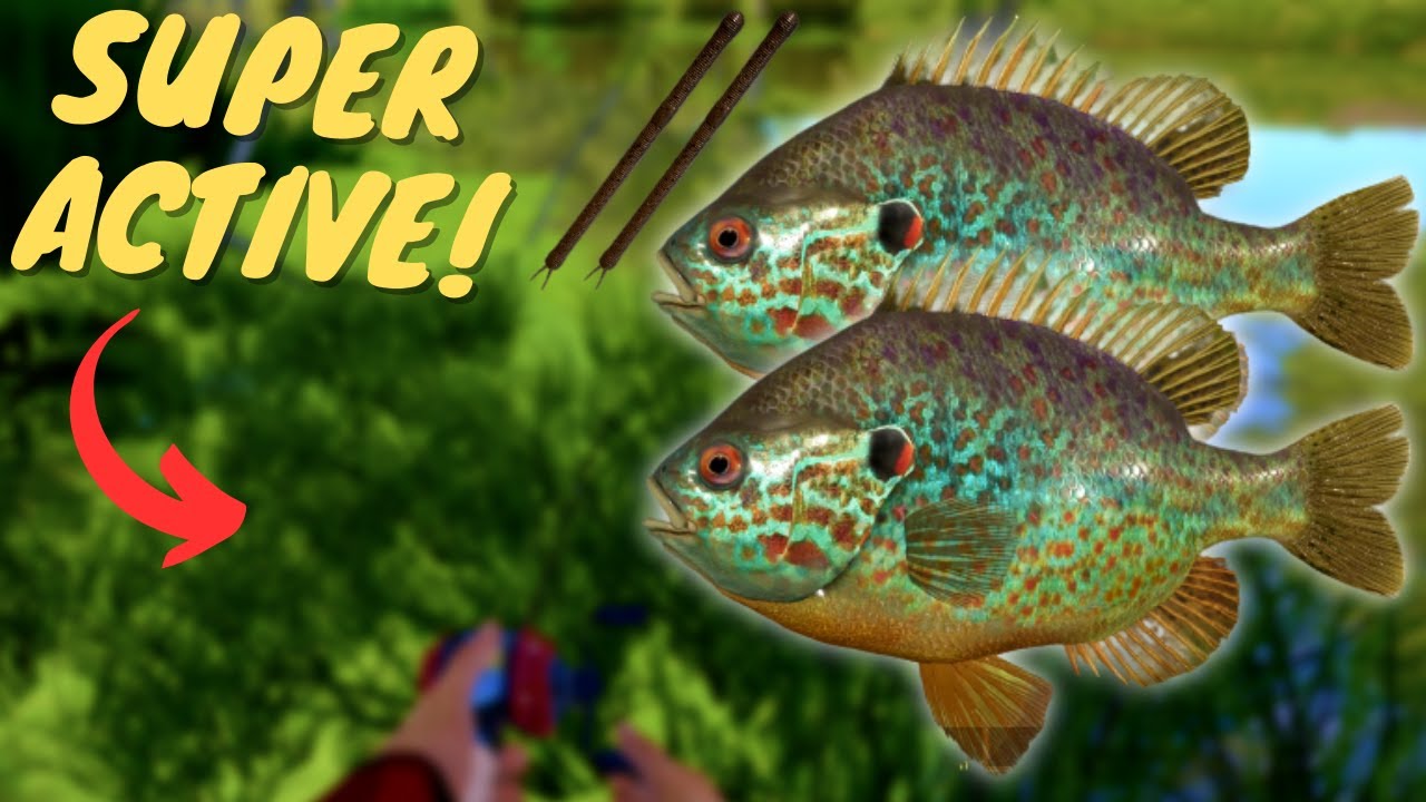 SUPER ACTIVE PUMPKINSEED SUNFISH | #710 Russian fishing 4 - YouTube