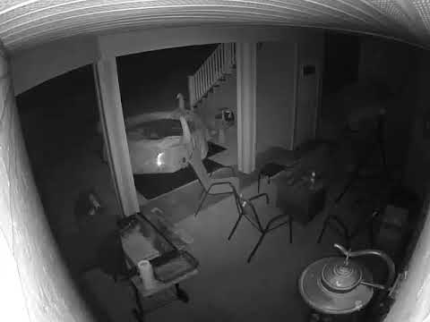 Bobcat sound screaming in Virginia - YouTube