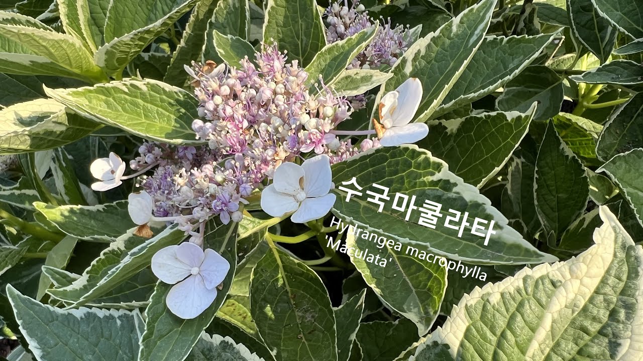 수국 마쿨라타 Hydrangea macrophylla 'Maculata' 잎에 반점무늬가있는 특징에서 유래 무늬수국 일본원산ふい ...