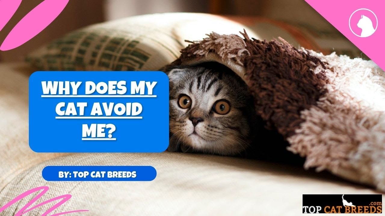 Why Does My Cat Avoid Me | Top Cat Breeds - YouTube