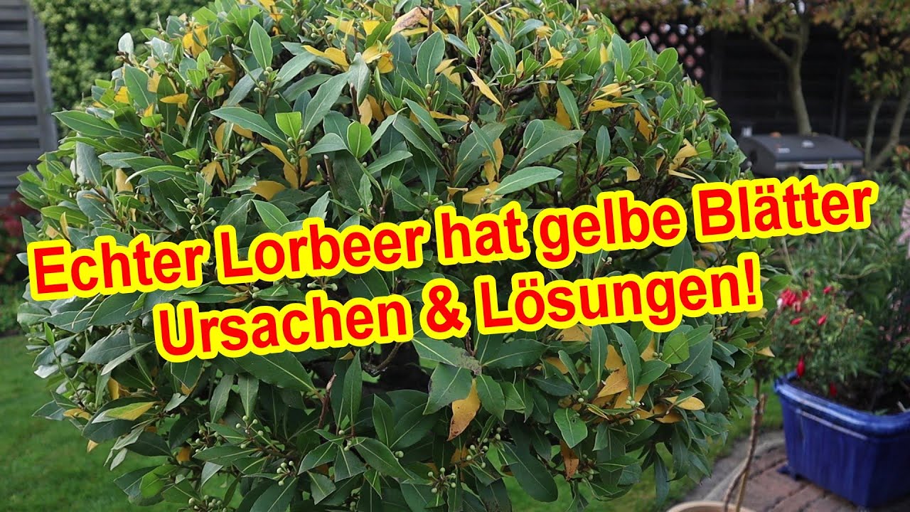 Echter Lorbeerbaum bekommt gelbe Blätter – Ursache & Lösung / Echter ...