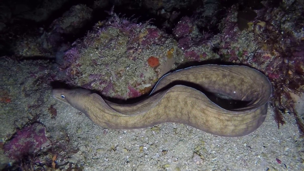 Moray eel - YouTube