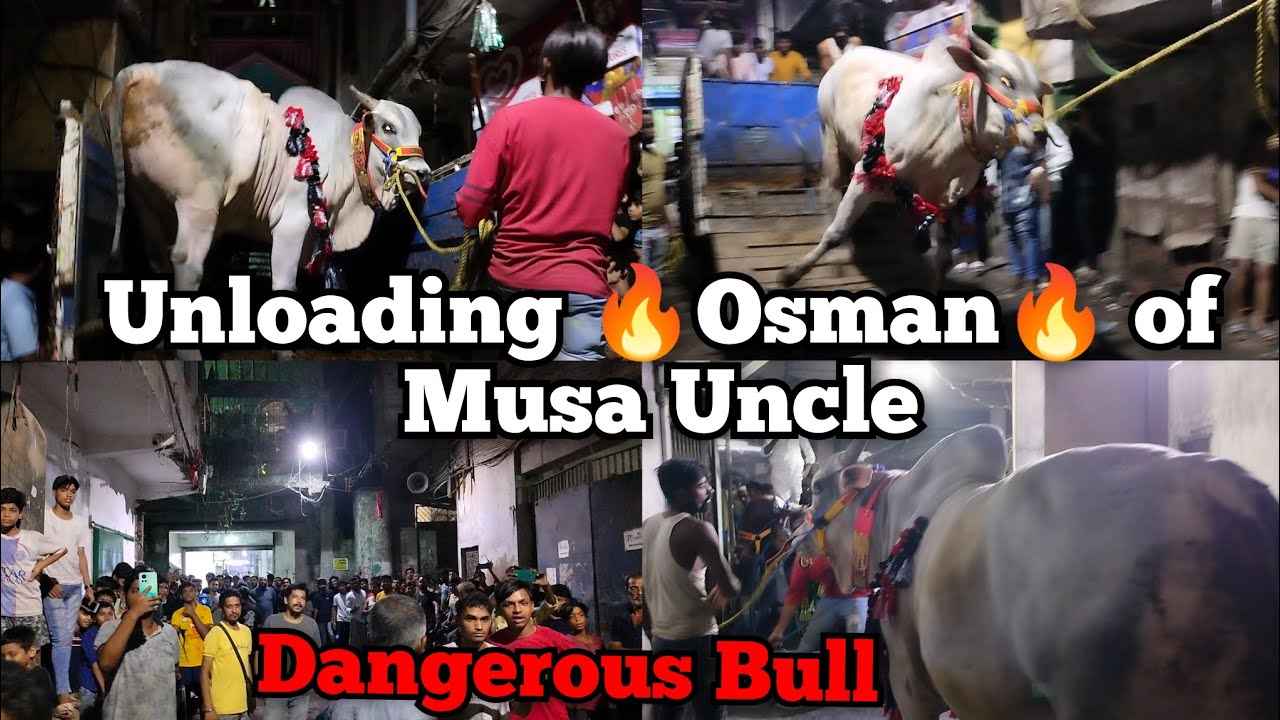 Unloading 🔥Osman🔥 The Biggest and Huge Bull of Al-Mumin Dairy Farm in ...