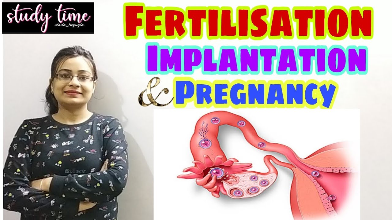Fertilisation| Implantation & Pregnancy| Reproductive System ICSE ...