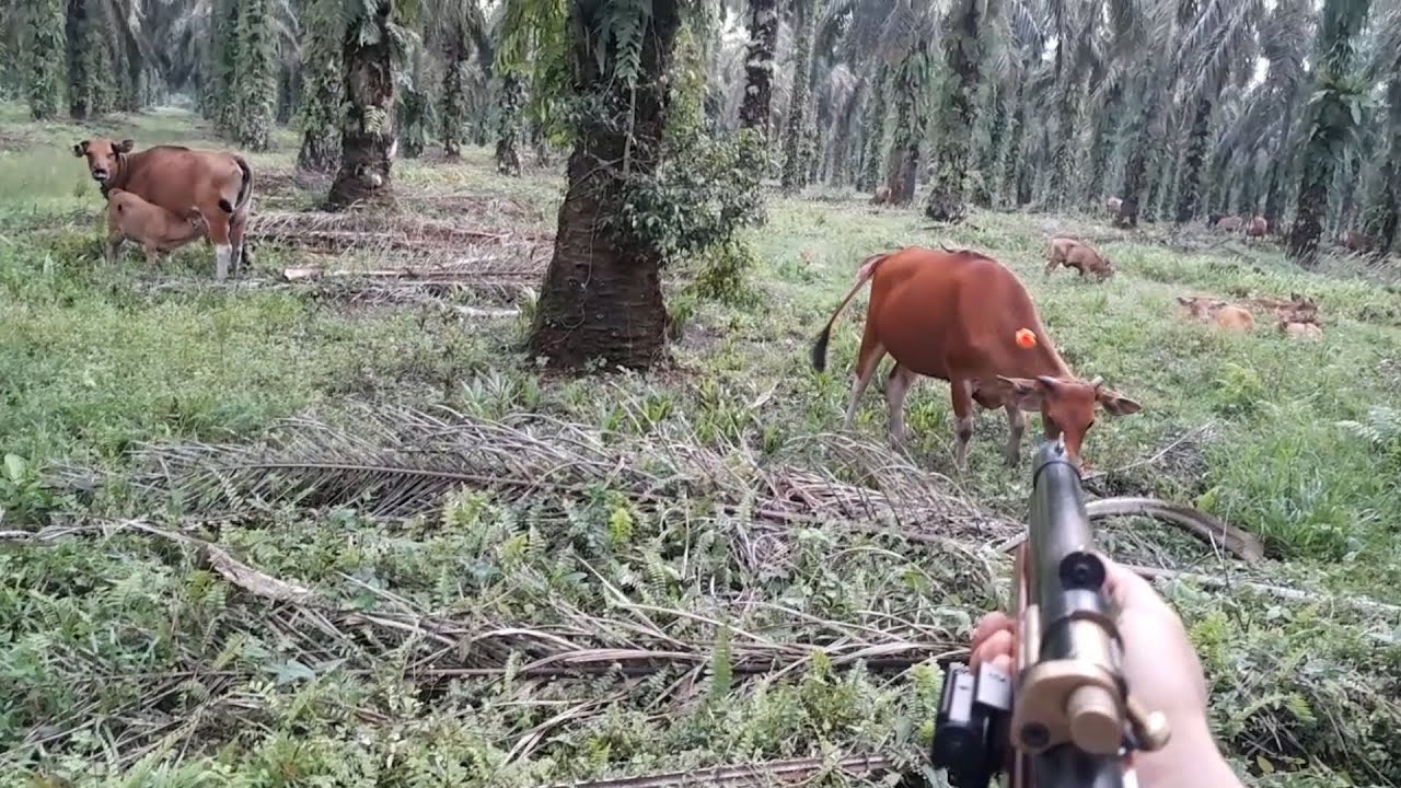 Pengobatan sapi bali liar sakit kaki dengan metode senapan bius - YouTube