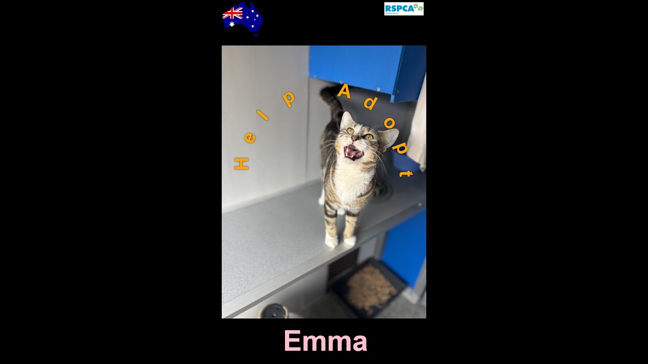 🐾Help adopt Emma! Cat / Australia / Kingaroy / RSPCA Queensland🐾 - YouTube