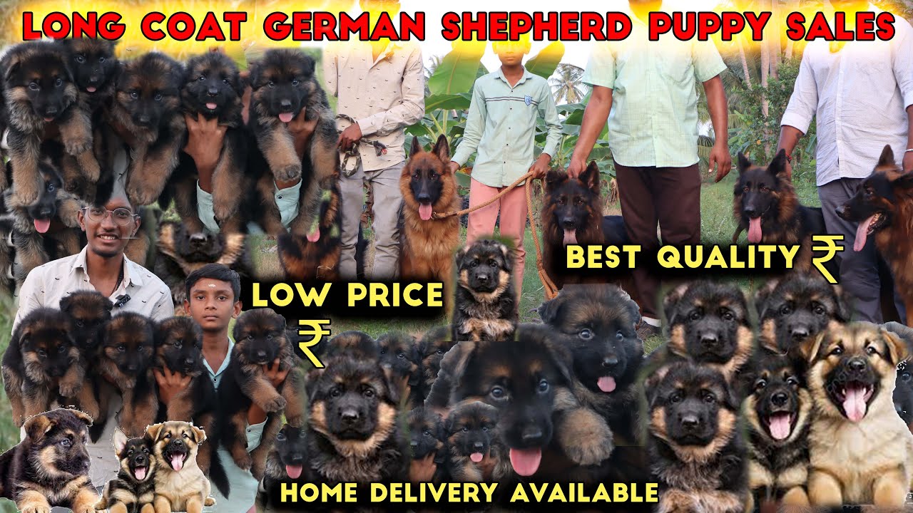 Dogs For Sales Puppies Low Cost | Long Coat German Shepherd | Quality ...