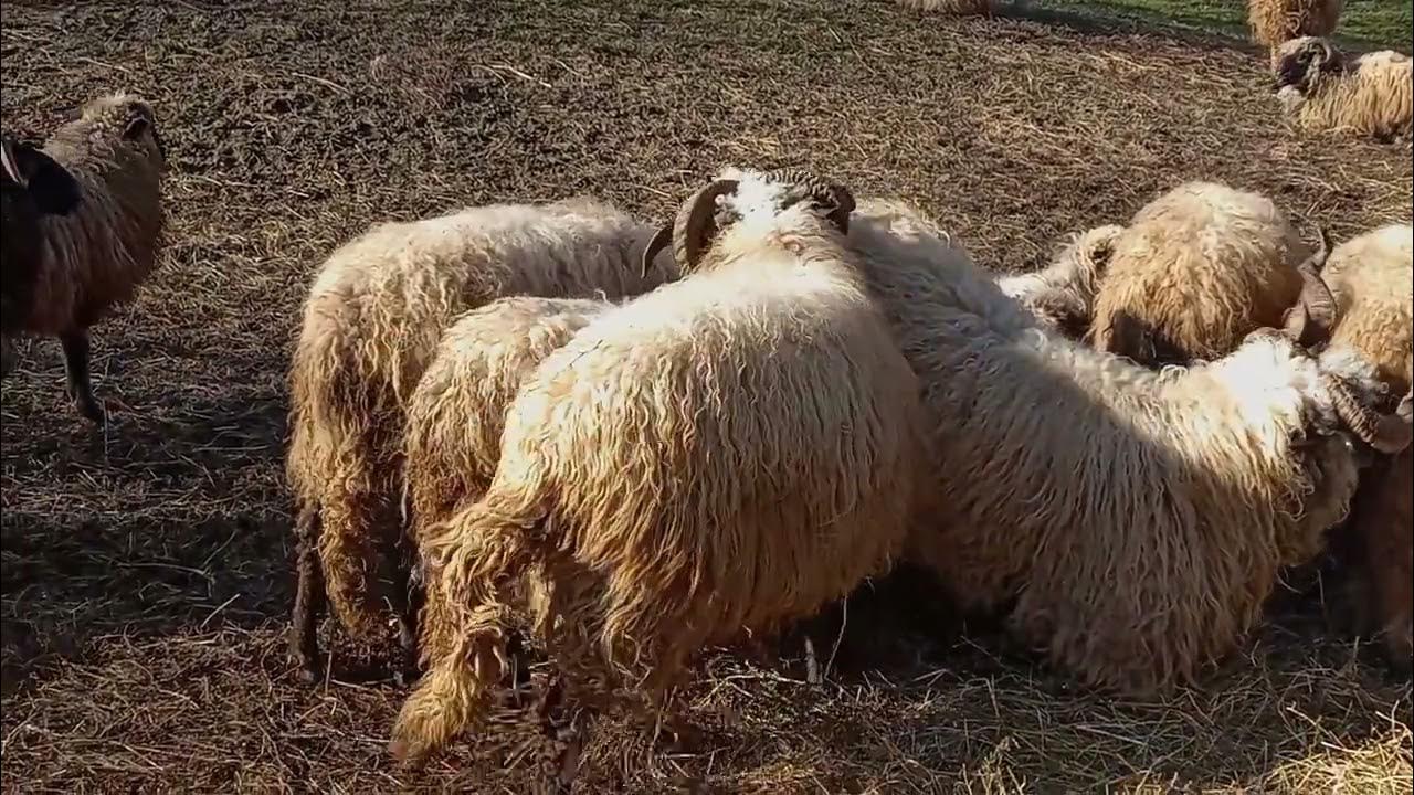 Ovce, ovan prodan - subota, 25. januar 2025. - YouTube