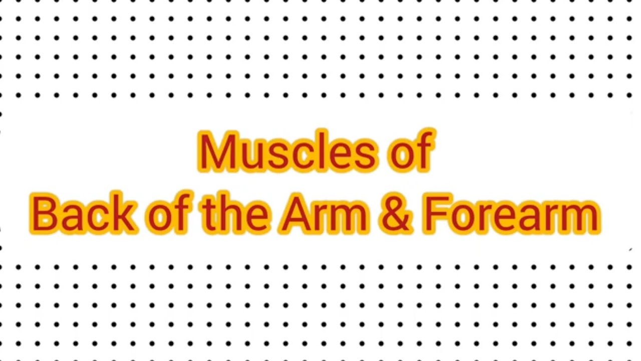Muscles of Back of the Arm and Forearm ||Mishu || SSNIMC || - YouTube