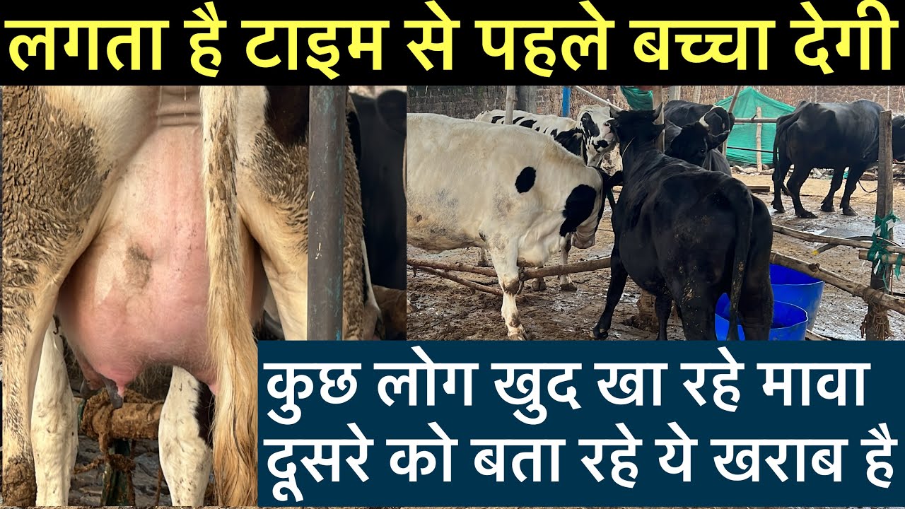 लगता है टाइम से पहले बच्चा देगी/dairy farm bihar/cow farm bihar/small ...
