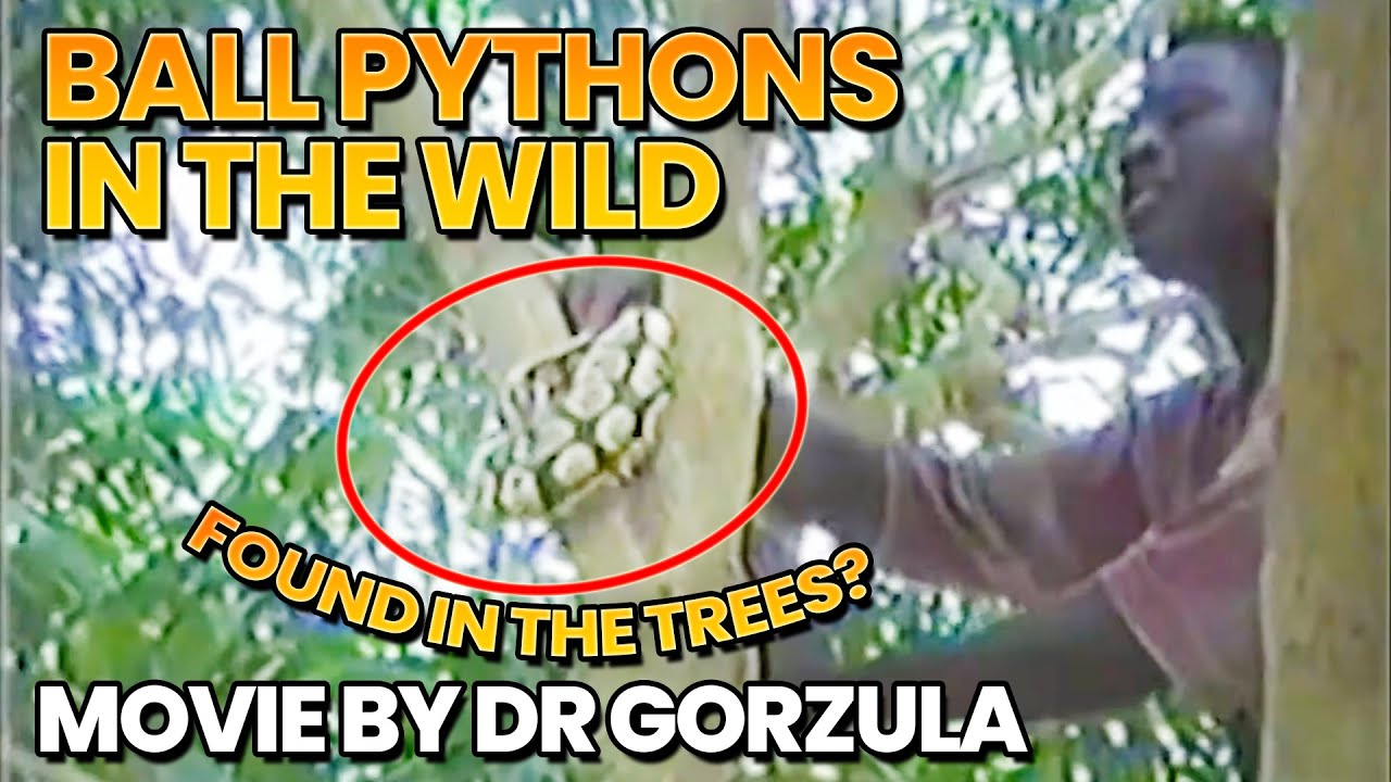 Ball Pythons in the Wild: The Original Film 1997 - YouTube