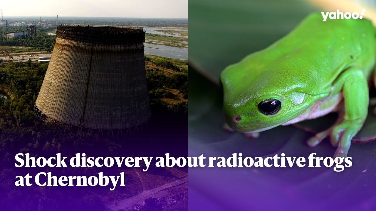 Shock discovery about radioactive frogs at Chernobyl | Yahoo Australia ...