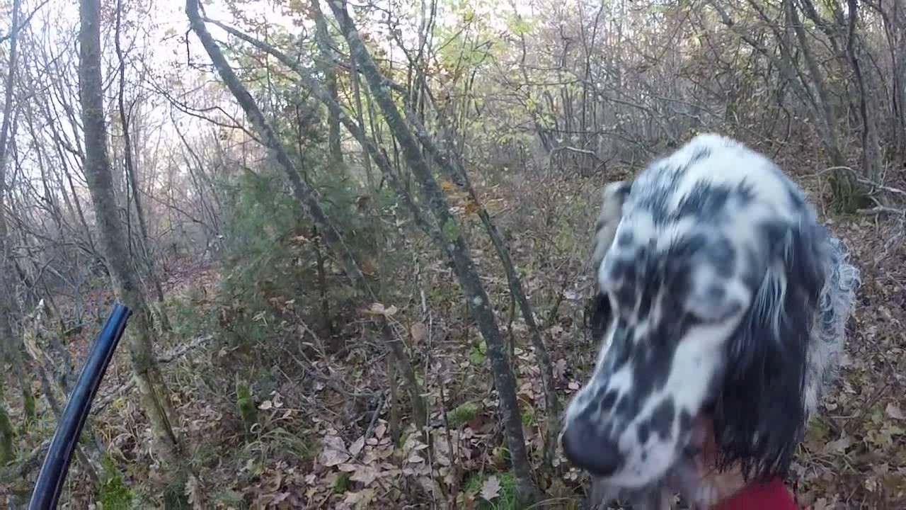 ΚΥΝΗΓΙ ΜΠΕΚΑΤΣΑΣ Νο2 2016-2017 WOODCOCK HUNTING - YouTube