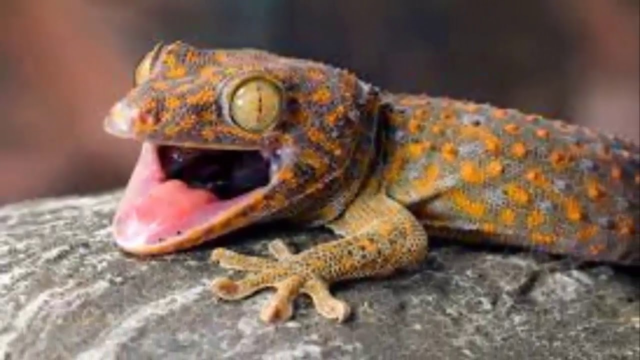 Tiếng tắc kè kêu | Tắc kè kêu | Gecko sounds | Gecko Videos for ...