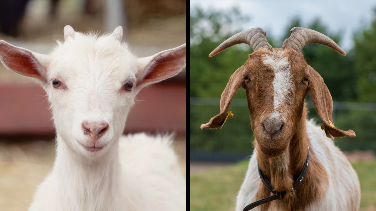 🐐😂 Ultimate Goat Compilation – Hilarious, Cute & Unbelievable Moments ...