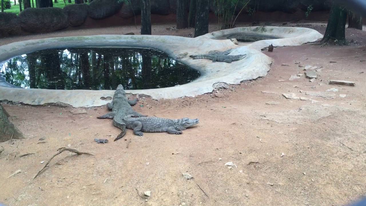 Squirrel encounter with crocodile - YouTube