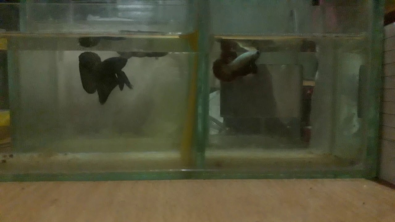 Cupang pk black coper,red dragon ,dan fancy putih - YouTube