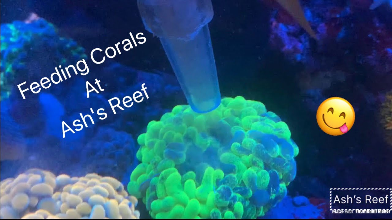 Feeding LPS coral. - YouTube