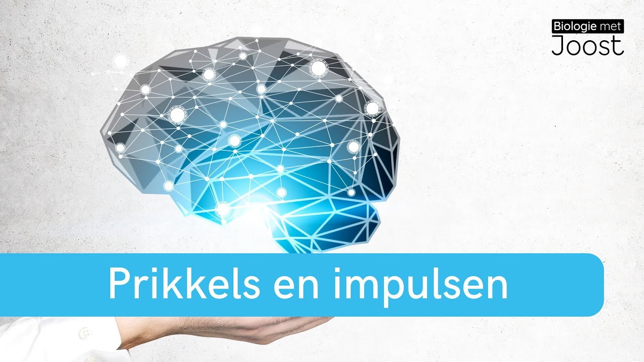 Prikkels en impulsen | Samenvatting - YouTube