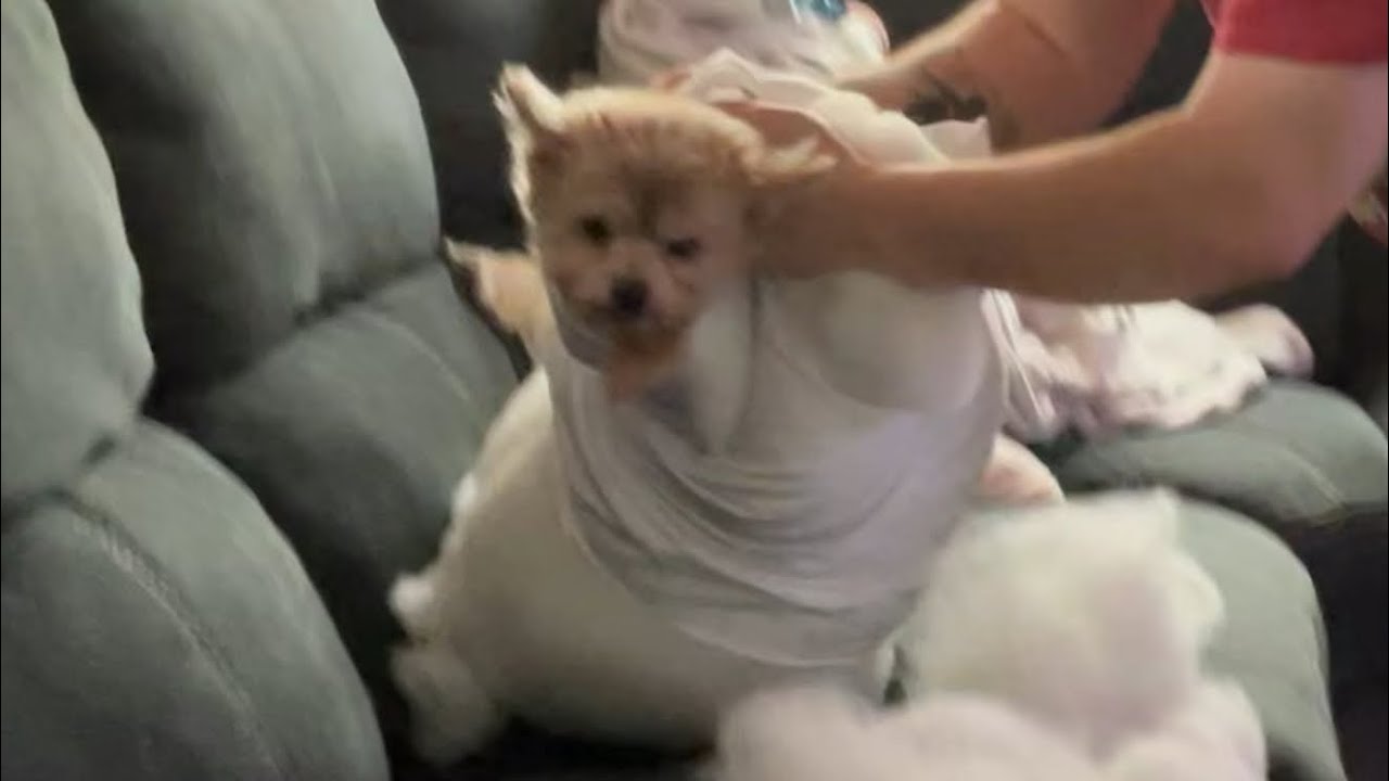 The FULL Honorable Mention From My VERY Funny Plan. - YouTube