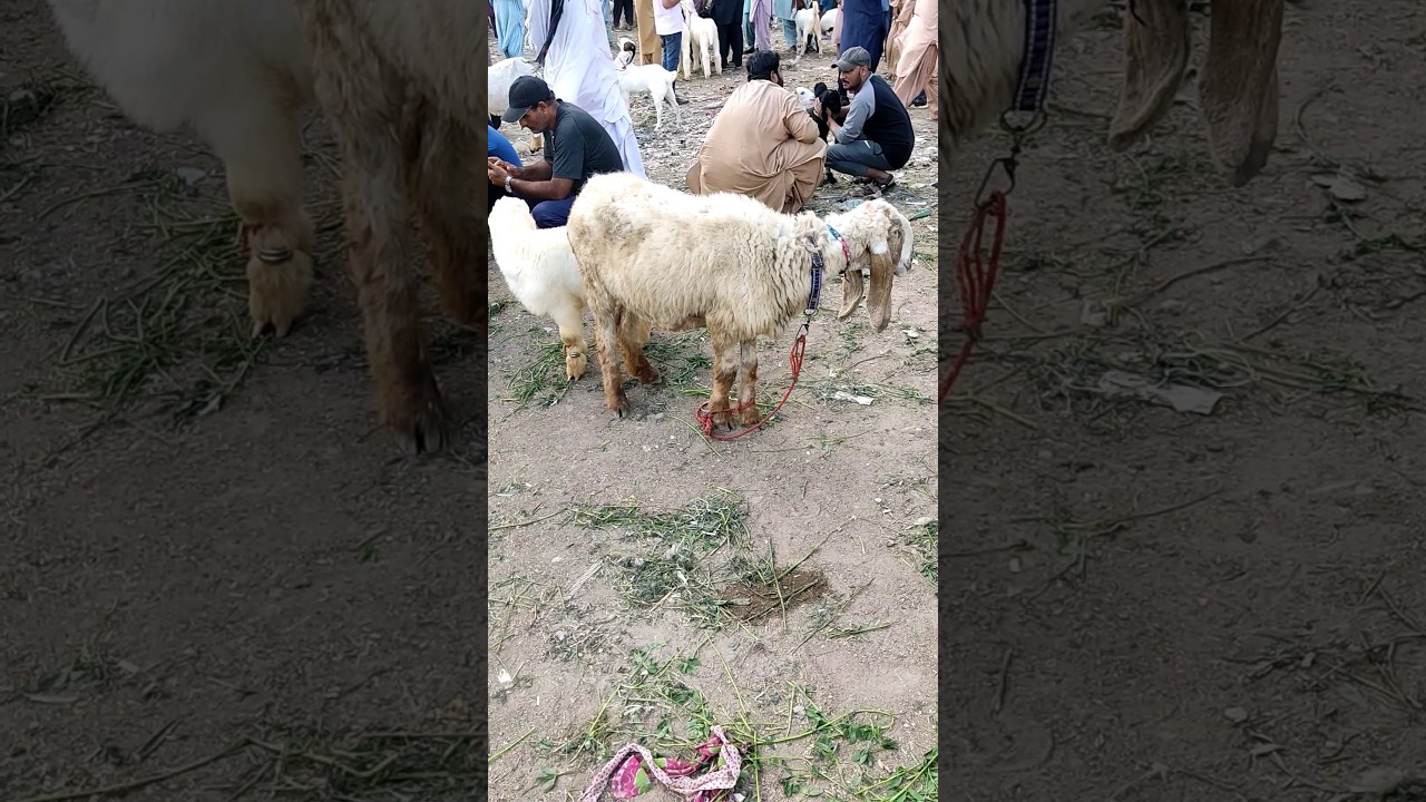 Sheep Dhumba Lalukhet Bakra Market #shorts #animals - YouTube