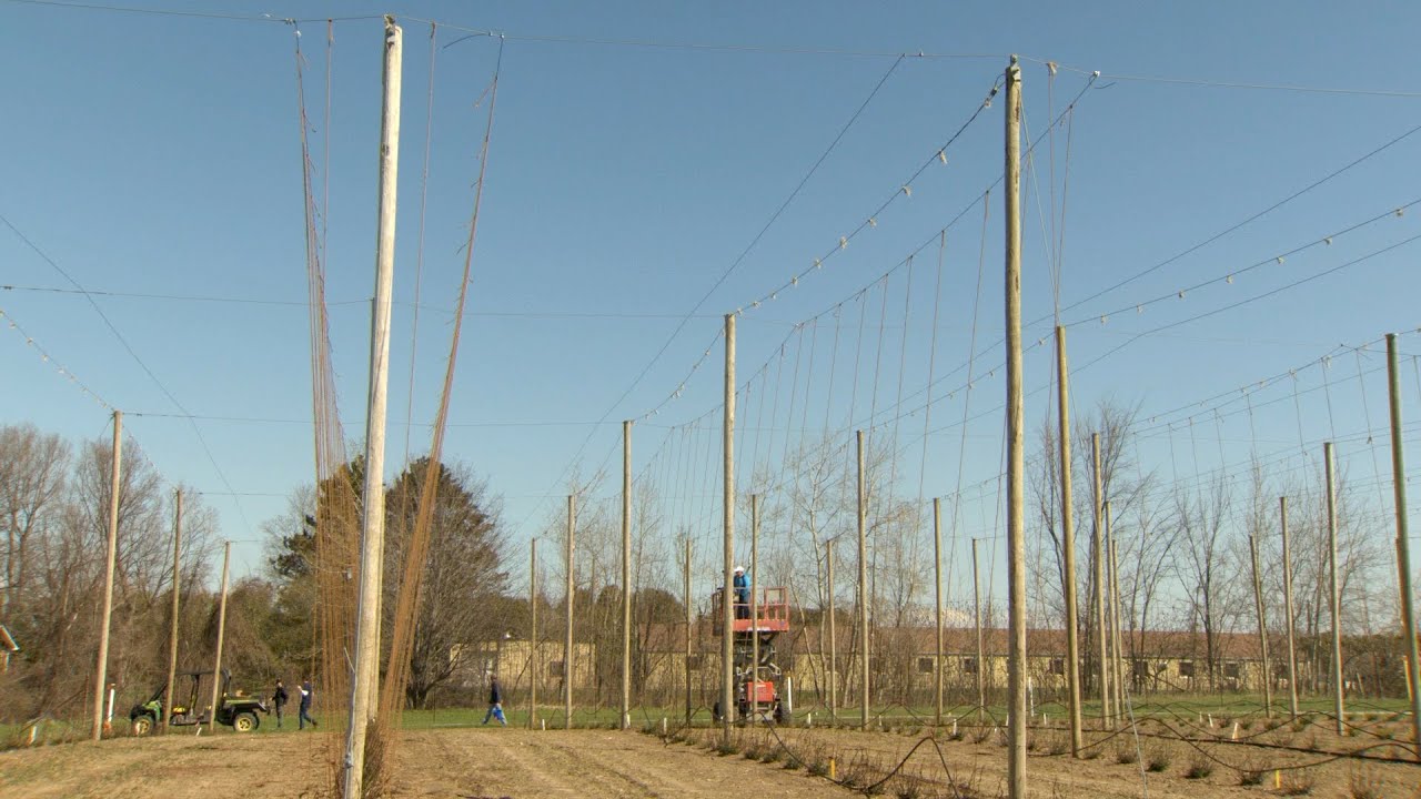 Stringing a Hop Yard | Plants de la houblonnière - YouTube