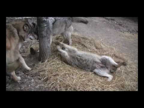 WC Video - 23 November 2009 - Rejoining the Pack